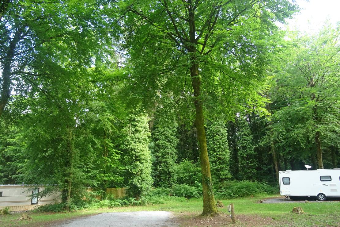 Campsite Coillte , Curragh Chase Caravan & Camping Park in Munster ...